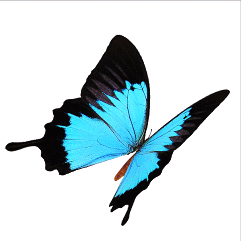 Butterfly Moving Gif