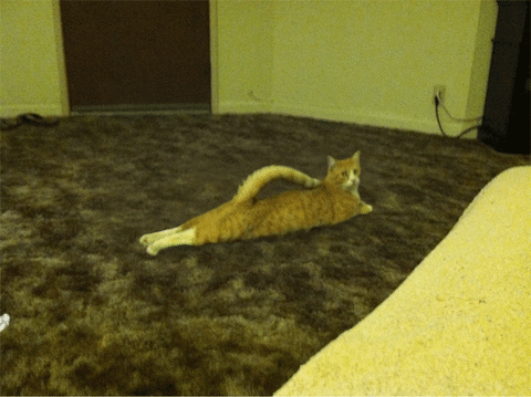 Pelvic Thrusting Cats GIFs - Get the best GIF on GIPHY