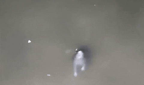 Swimming-rat GIFs - Get the best GIF on GIPHY