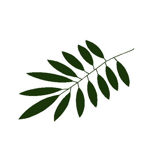 Leaf Jungle Sticker for iOS & Android | GIPHY