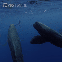 Exploding Sperm Whale Gif