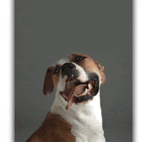 Pitbull Rapper GIFs - Find & Share on GIPHY