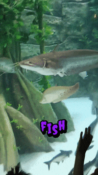 Catfish Gifs Tumblr Cutlass Fish GIFs Find & Share On GIPHY