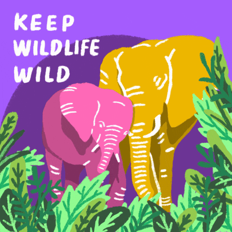 Save The Elephants GIFs - Get the best GIF on GIPHY