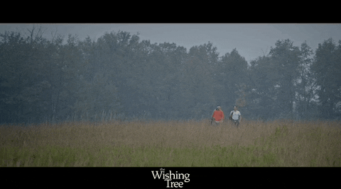Northern Ontario Trees GIF by Raven Banner Entertainment - Find & Share ...