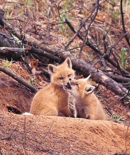 Red Fox GIFs - Get the best GIF on GIPHY