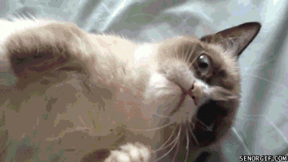 Grumpy Cat GIF by Cheezburger - Find & Share on GIPHY