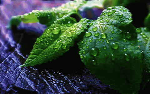 Spearmint GIFs - Get the best GIF on GIPHY