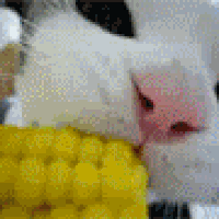 Corn GIFs - Find & Share on GIPHY