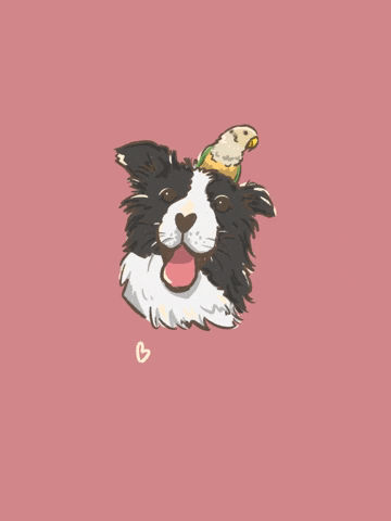 Border-collie-dog GIFs - Get the best GIF on GIPHY