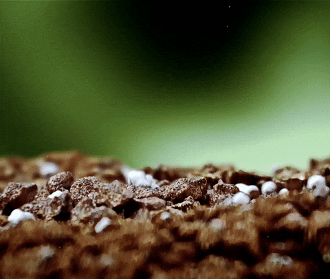 Grow Plant Growth GIF by ELMØ - Find & Share on GIPHY