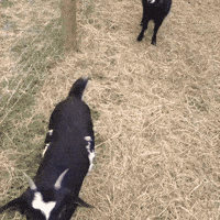 Fainting Goat Gif