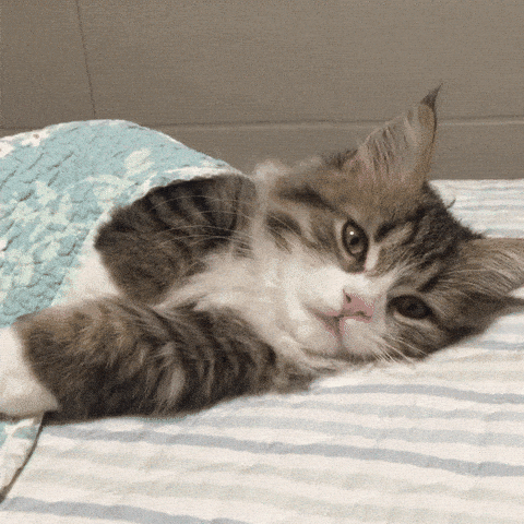 Naptime GIFs - Get the best GIF on GIPHY