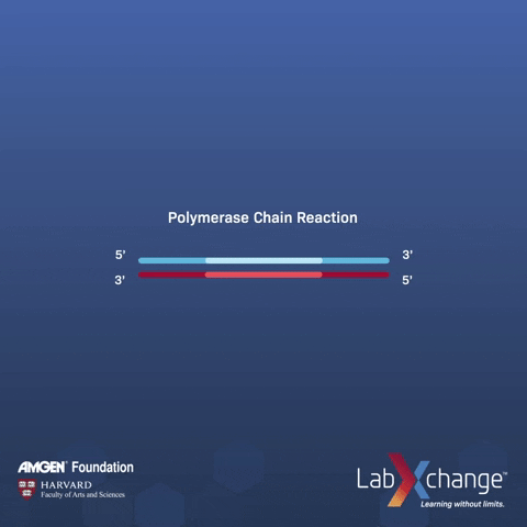 Polymerase Chain Reaction Animation