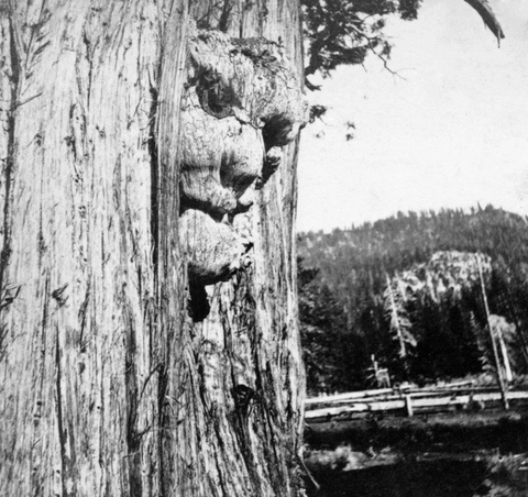 Wood-nymph GIFs - Get the best GIF on GIPHY