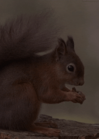 Squirrel GIFs - Find & Share on GIPHY