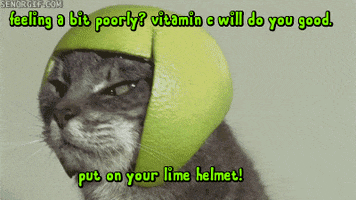 Sick Cat GIFs - Find & Share on GIPHY