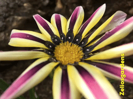 ZGBG - Zelios Gi Botanical Garden GIFs on GIPHY - Be Animated