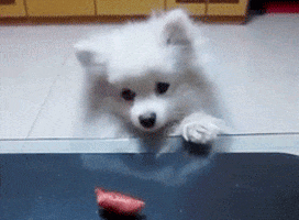 Cute Animals Doing Cute Things GIFs - Get the best GIF on GIPHY
