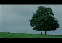 Swaying Trees Gif