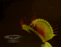 Venus Fly Trap Gif