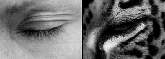 Cheetah Eye GIFs - Get the best GIF on GIPHY