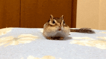 Chipmunk GIFs - Find & Share on GIPHY