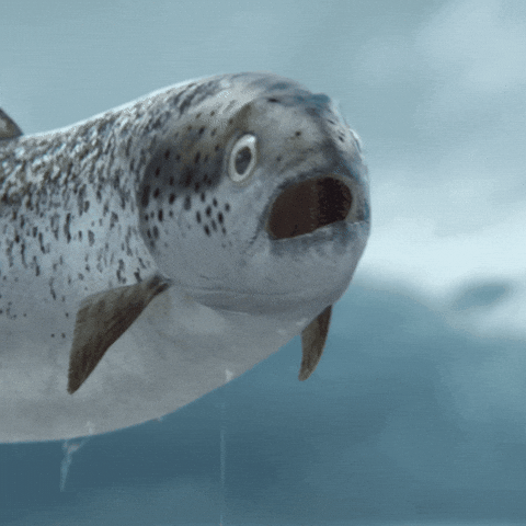 Confused-fish GIFs - Get the best GIF on GIPHY