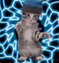 Cat Party Gif