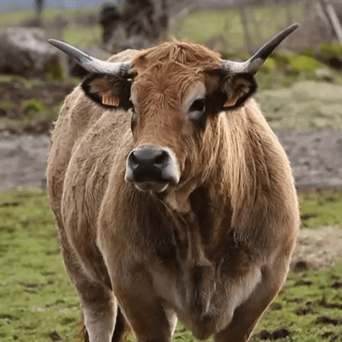 Cow Gif