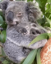 Koala Hug Gif