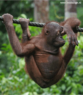 Monkey Poop GIFs - Get the best GIF on GIPHY