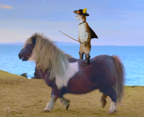 Cat Riding A Pony GIFs - Get the best GIF on GIPHY