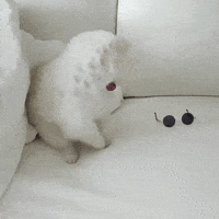 Deal With It Gif Sloth