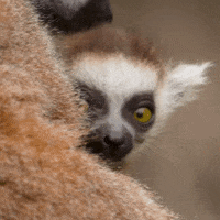 Dancing Lemur Gif