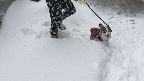 New trending GIF tagged snow corgi blizzard 2016… | Trending Gifs