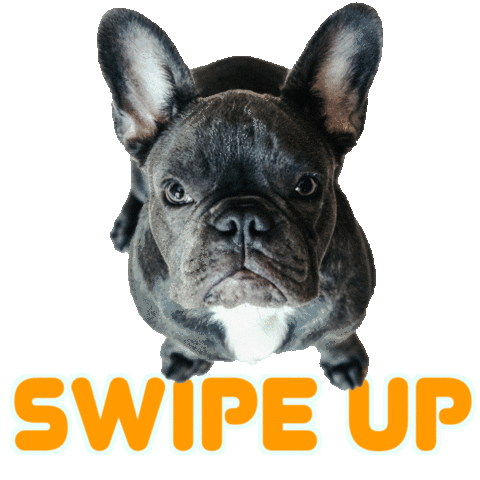Frenchie World Sticker for iOS & Android | GIPHY