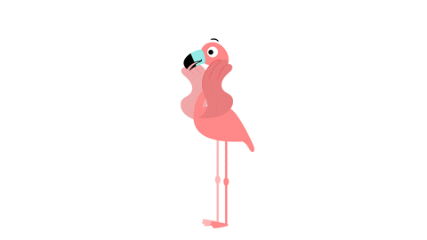 Happyflamingo GIFs - Get the best GIF on GIPHY