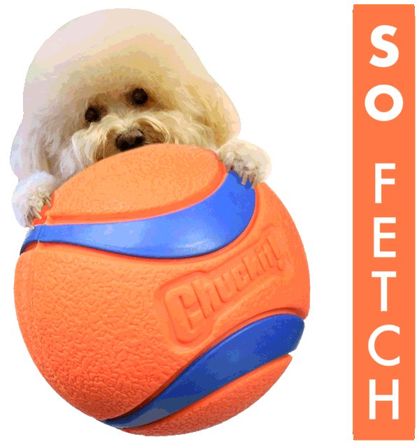 Fetch Mean Girls Sticker for iOS & Android | GIPHY