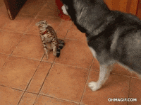 Cat High Five Pull Up Gif