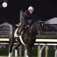 Horse Cantering Gif