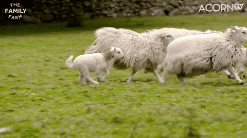 Sheep Herd Gif