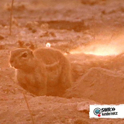 Squirrel Dug Gif