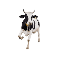 Dancing Cow Gif