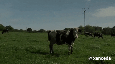 Cow Vaca GIF by xanceda - Find & Share on GIPHY