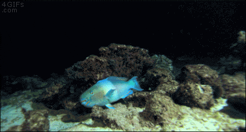New trending GIF tagged sharks hiding hide via… | Trending Gifs