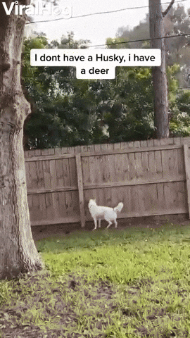 Prancing Dog Gif