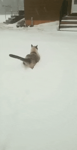 Cat Snow GIF by JustViral.Net - Find & Share on GIPHY