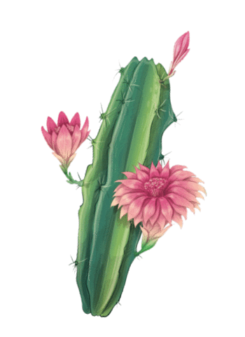 Cacto Sticker for iOS & Android | GIPHY