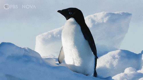 Snow Ice GIF by PBS Digital Studios - Find & Share on GIPHY